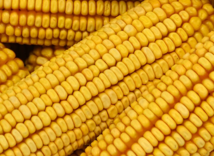 GrowSphere™ – The OS for Precision Irrigation and Fertigation | Netafim