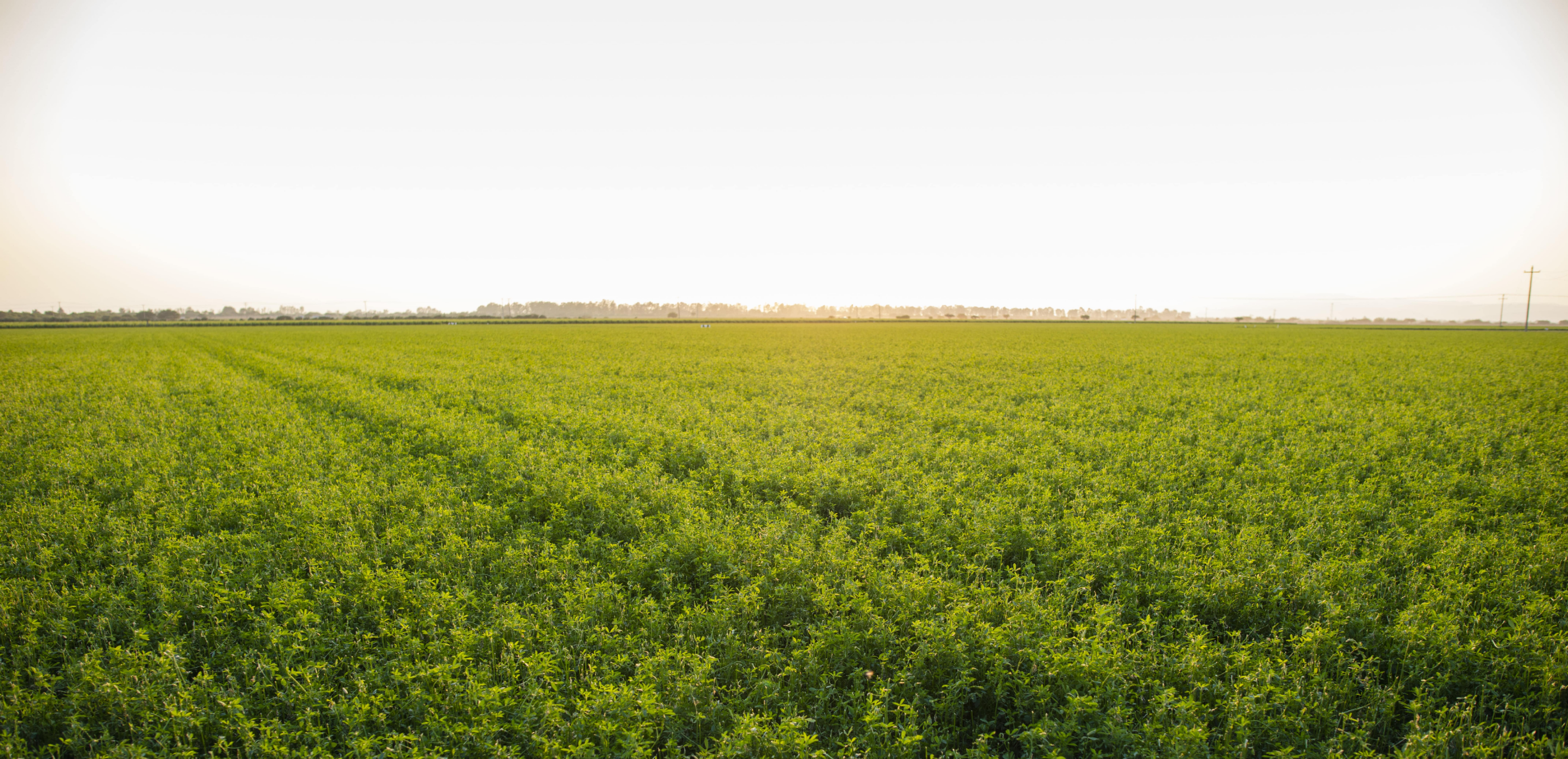 SDI-GO™ Set and succeed | Netafim