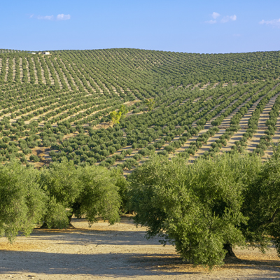Progettazione e realizzazione di impianti di irrigazione chiavi in mano ...